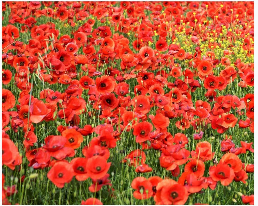 Red Flanders Poppies - 50,000 Flanders Poppy Seeds - – Greater Happy